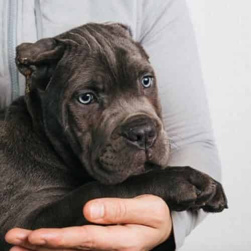 Comment donner du Smecta à mon chien ? - Solution pour stopper les ...