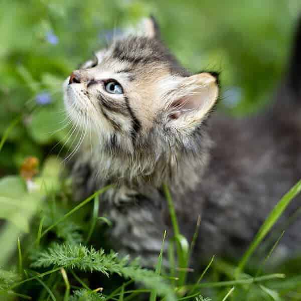 Bébé chat: bien gérer l'arrivée du chaton et du bébé