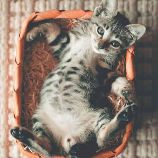 Bébé chat: bien gérer l'arrivée du chaton et du bébé