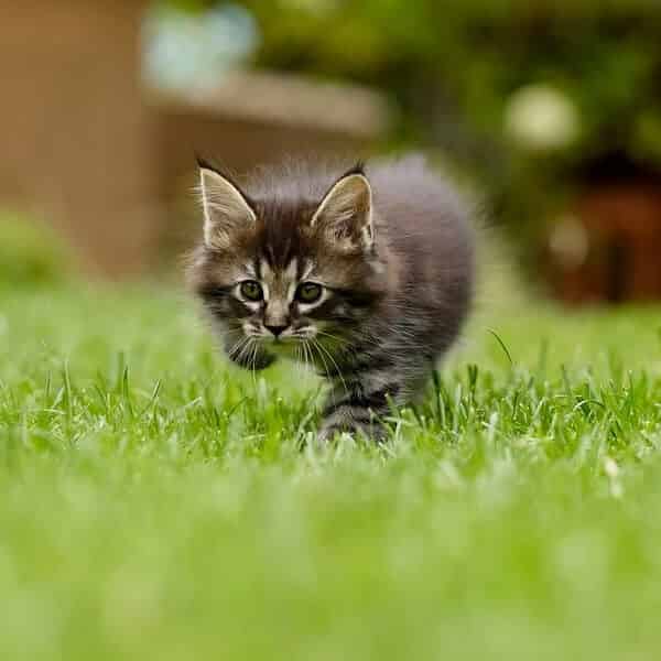 Bébé chat: bien gérer l'arrivée du chaton et du bébé