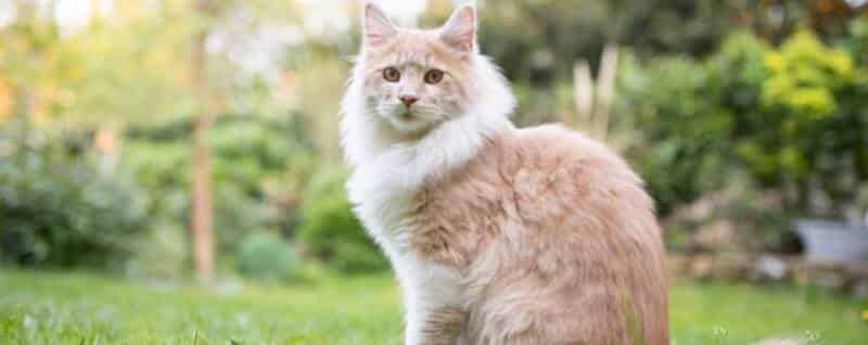 Animalerie en ligne - alimentation, hygiène et soins, toilettage ...