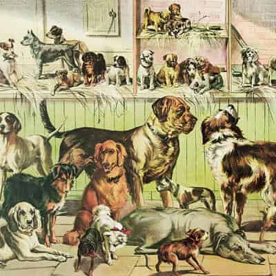 Chenil chien et enclos - La qualité au meilleur prix - Polytrans