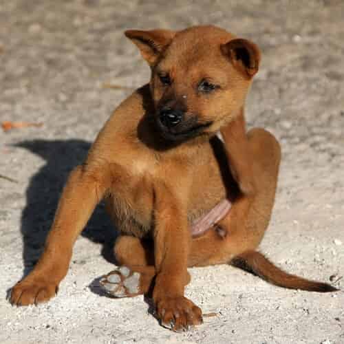 Tout savoir sur les puces du chien pour les éliminer