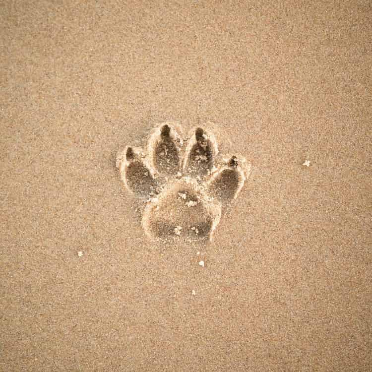 Ergot du chien : comment le couper et à quoi sert-il