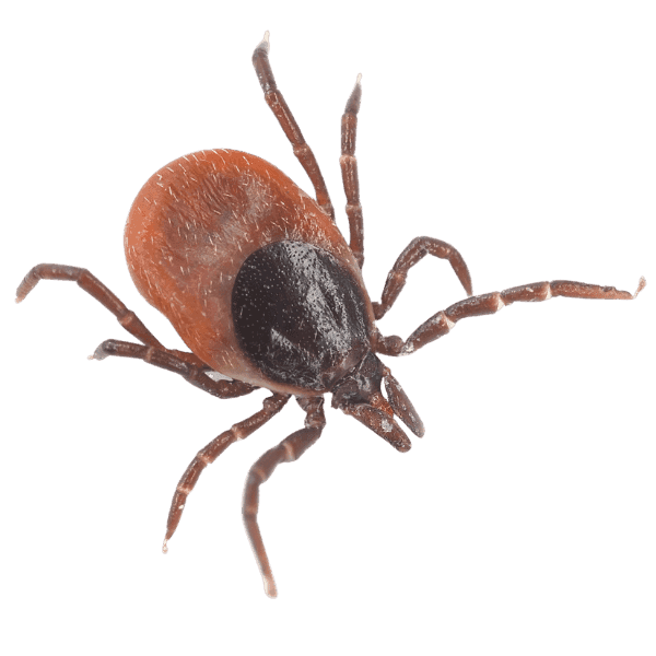 Animalerie en ligne - alimentation, hygiène et soins, toilettage ...