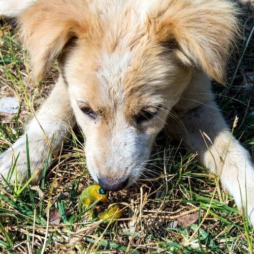 Comment savoir s’il faut vermifuger son chien